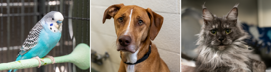 Animal Humane Society: Make a donation