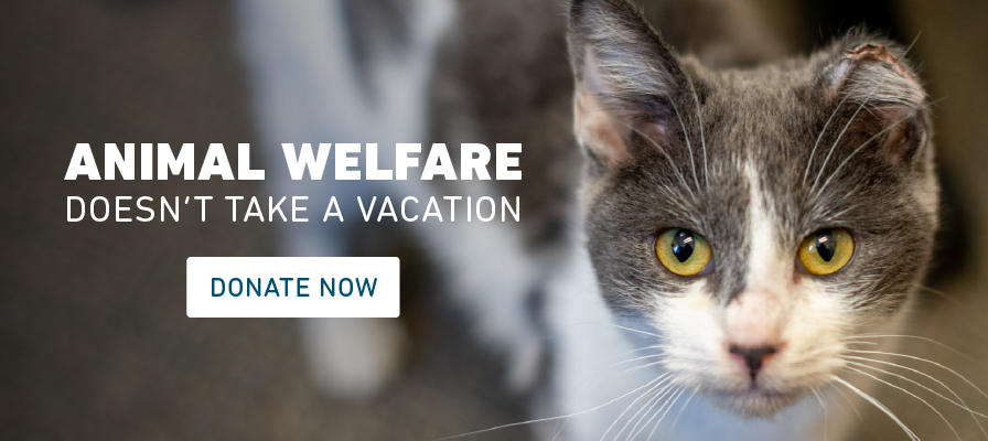 Animal Humane Society: Make a donation