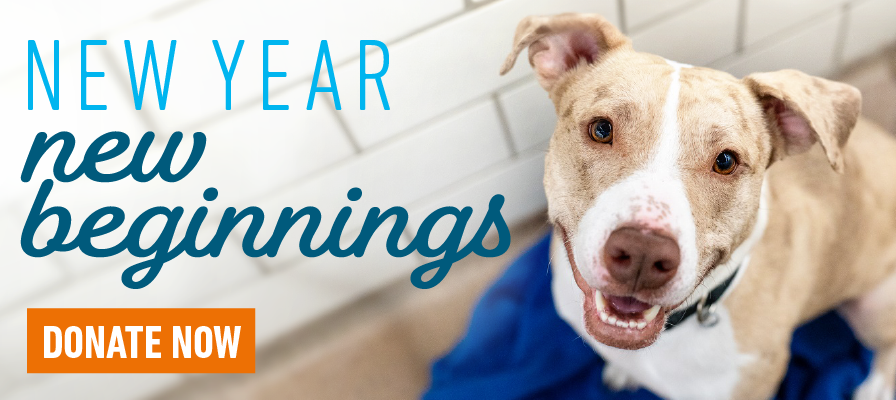 Animal Humane Society: Make a donation